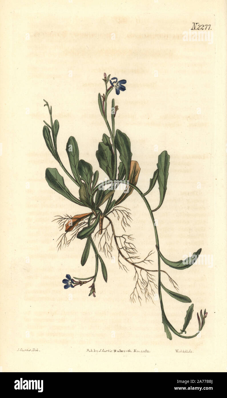 Siphocampylus decumbens (Decumbent lobelia, Lobelia decumens ...
