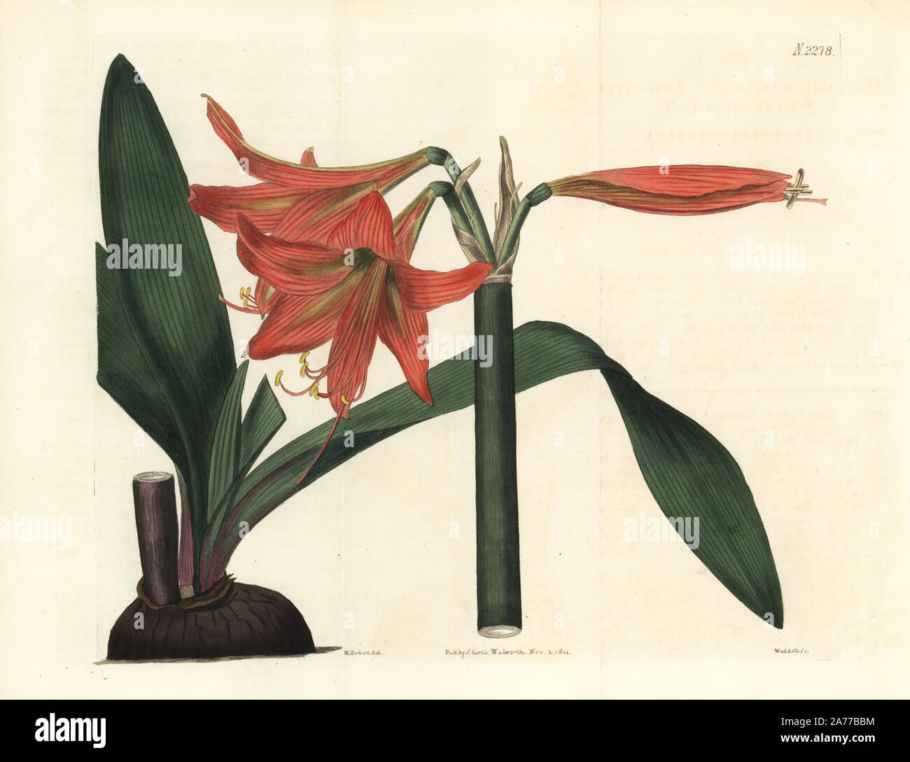 Long styled knights star lily hi-res stock photography and images - Alamy