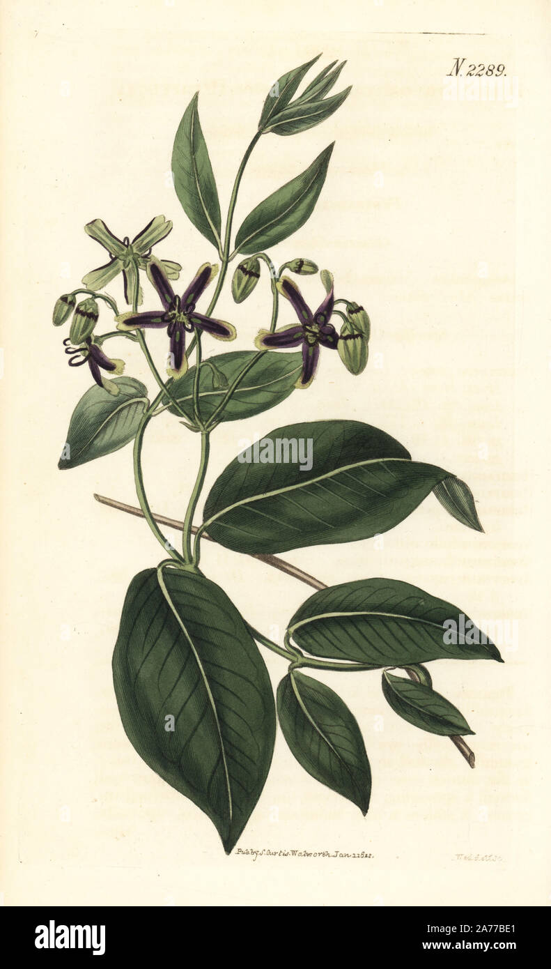 Silk vine periploca graeca hi-res stock photography and images - Alamy