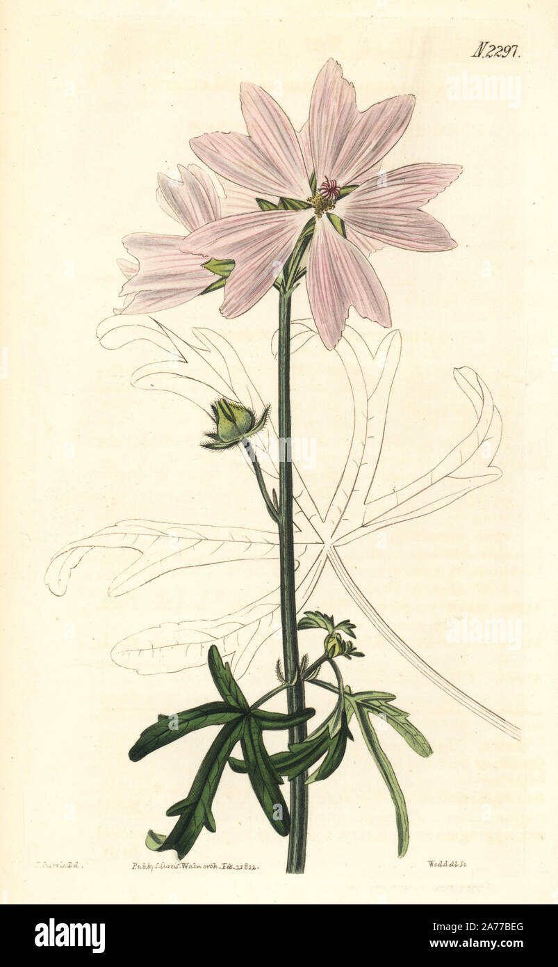 Vervain mallow, Malva alcea. Handcoloured copperplate engraving by ...
