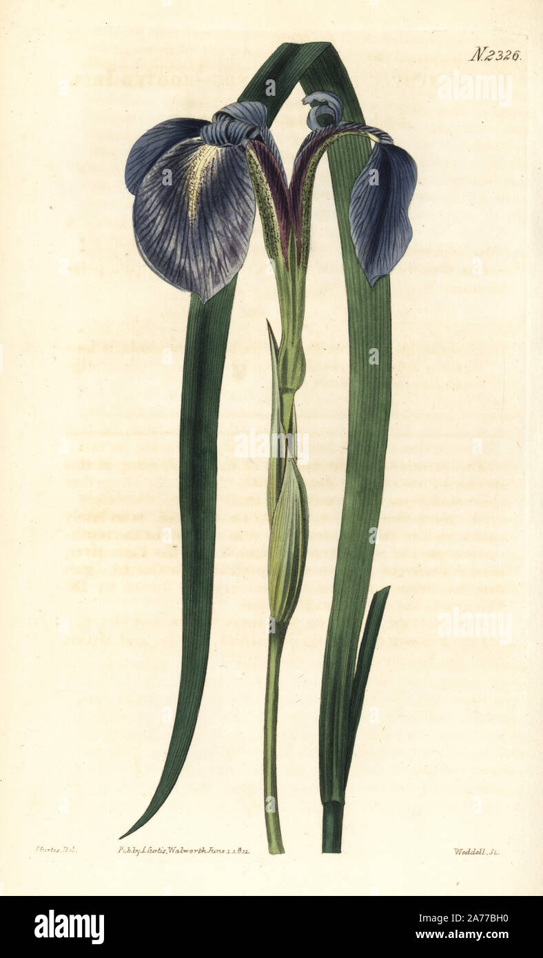Poisonous rooted iris hi-res stock photography and images - Alamy