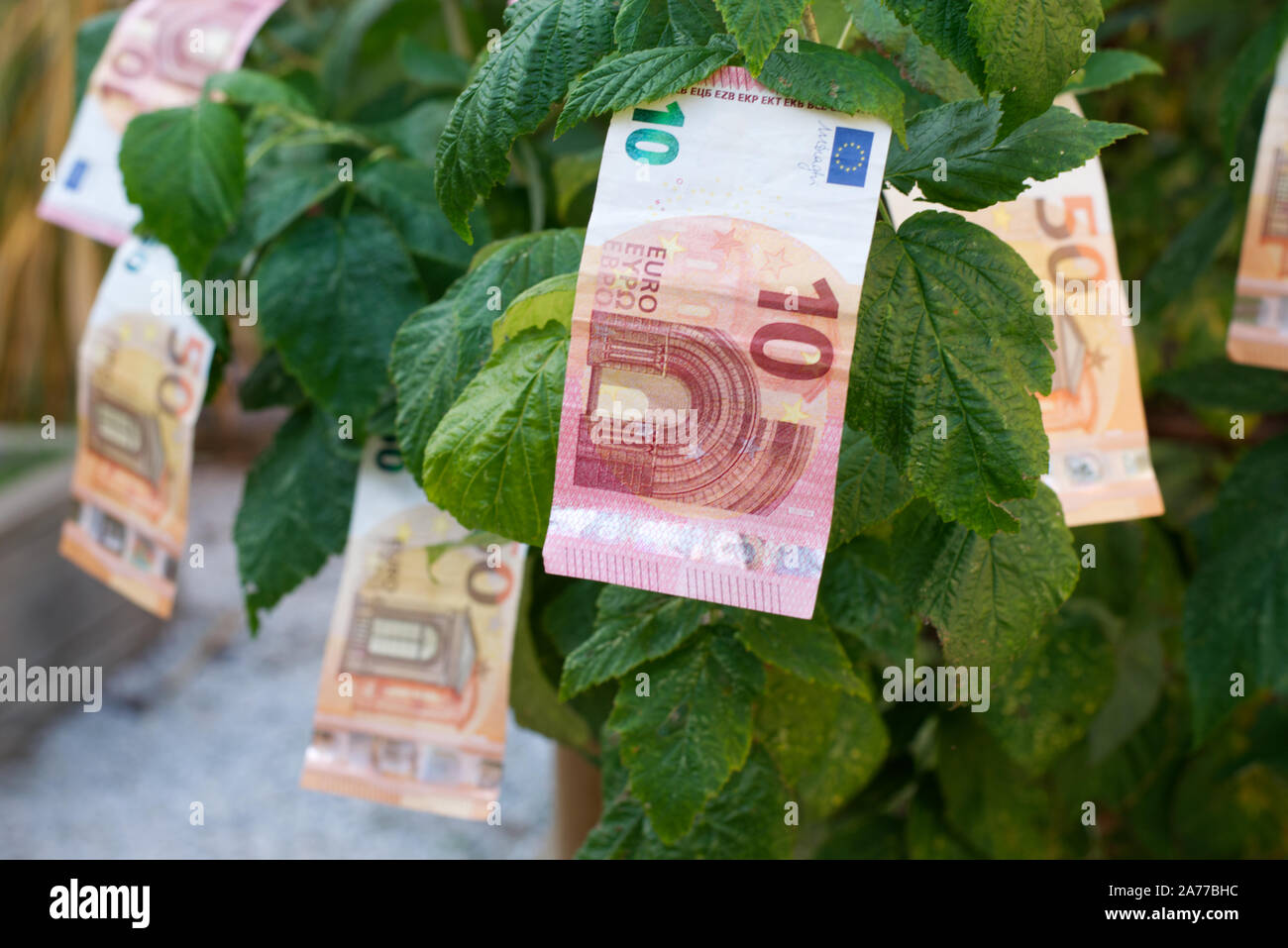 How money grows? Simpel: plant a money tree in your garden. Ok ...