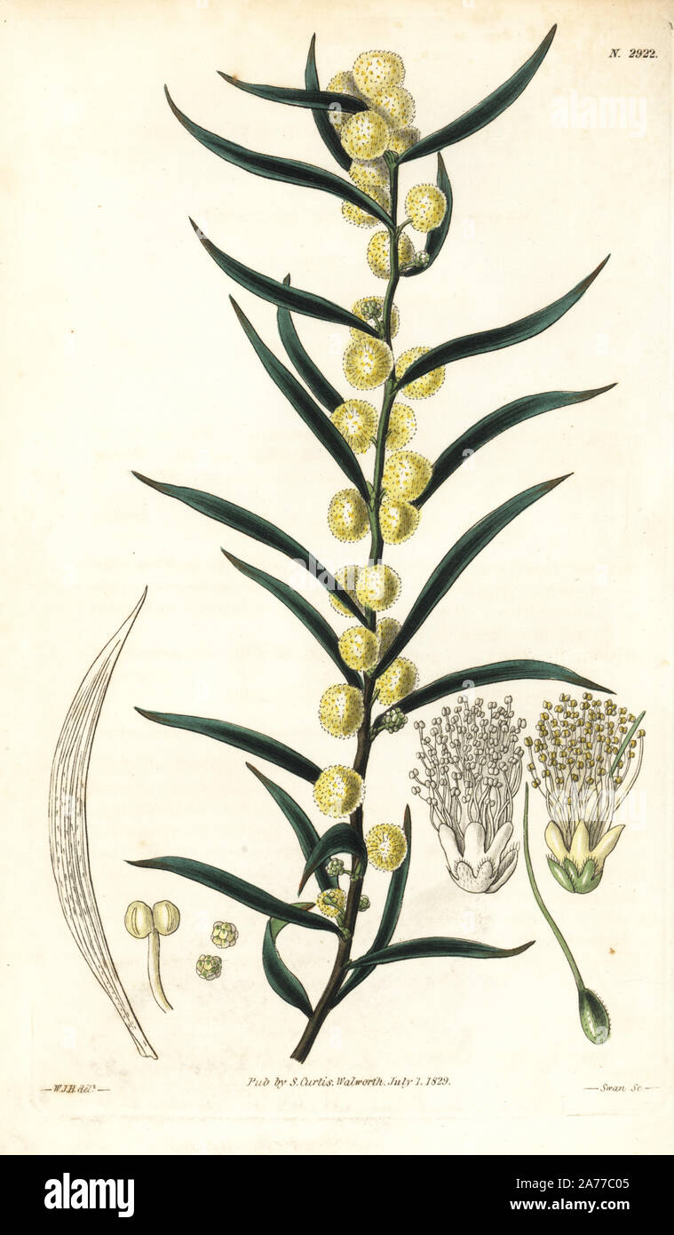 Hairy wattle or woolly-podded acacia, Acacia lanigera, native to ...