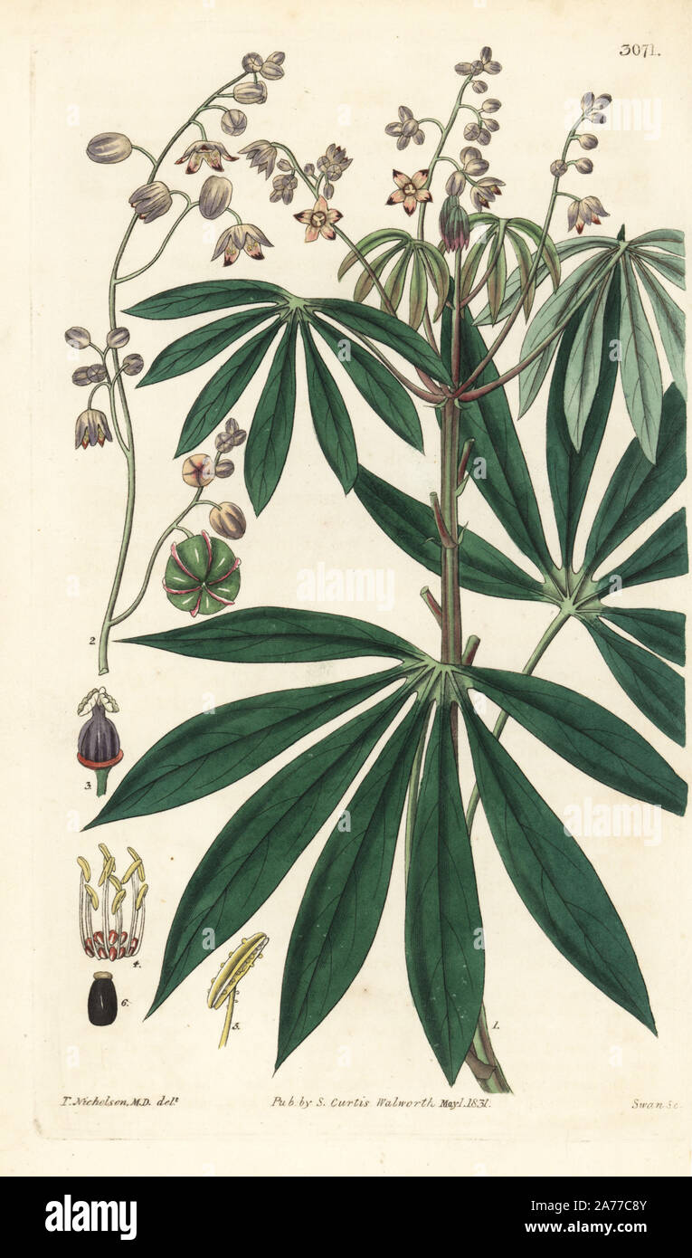 Cassava Plant Illustration