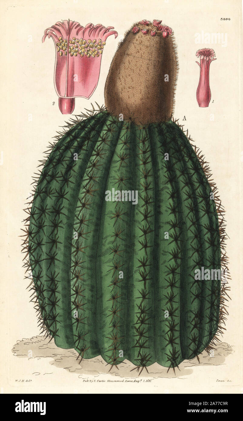 Turk's head cactus, Melocactus intortus (Greater Turk's cap melon ...