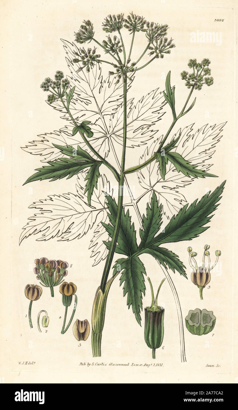 Arracacha, Arracacia xanthorrhiza (Eatable arracacha, Arracacia ...