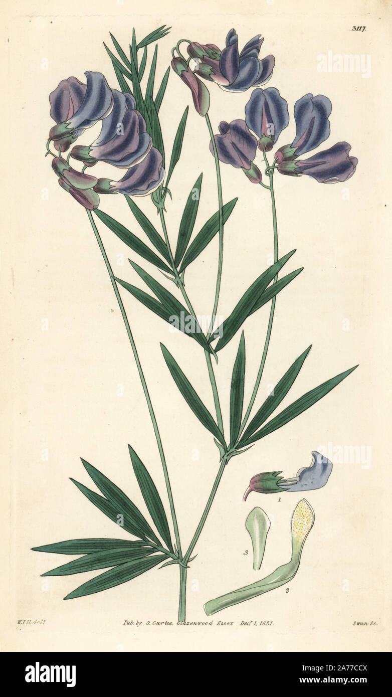 Canescent hi-res stock photography and images - Alamy