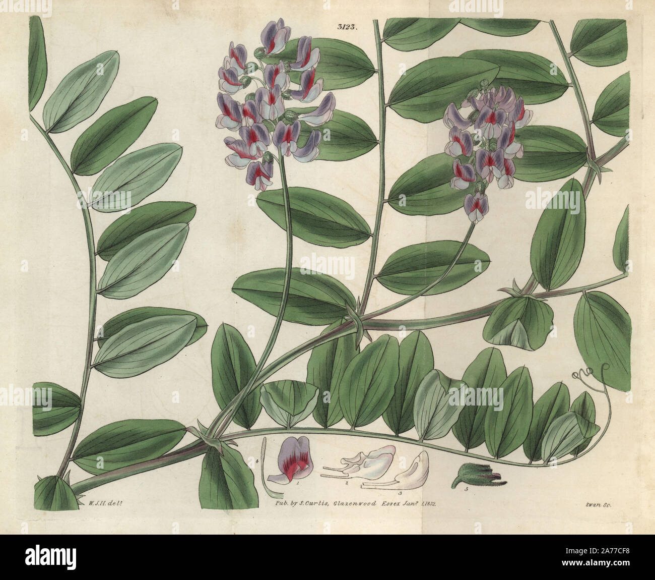 Lathyrus polymorphus hi-res stock photography and images - Alamy