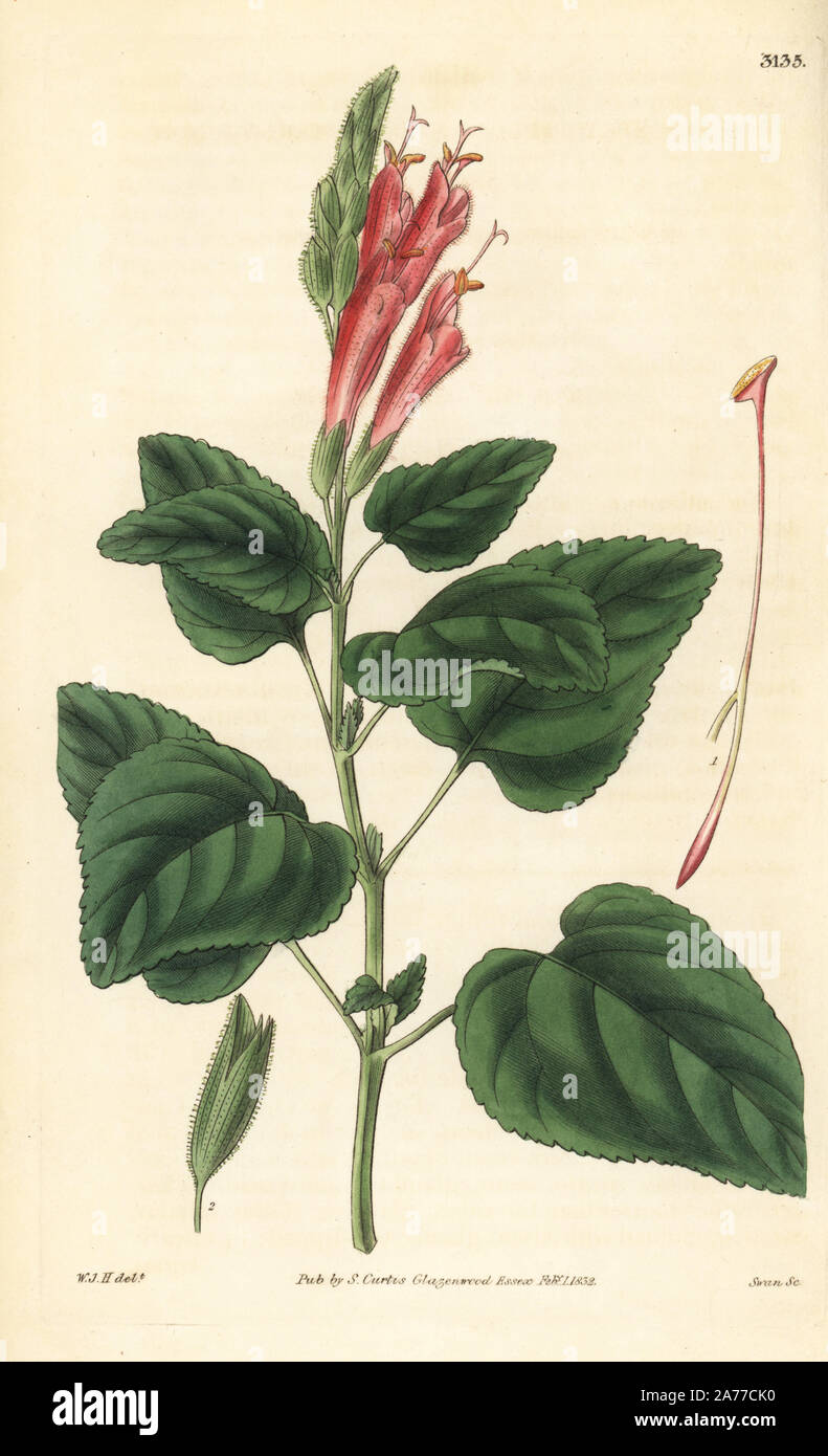 Opposite Perucian sage, Salvia oppositiflora (erect flowered sage ...