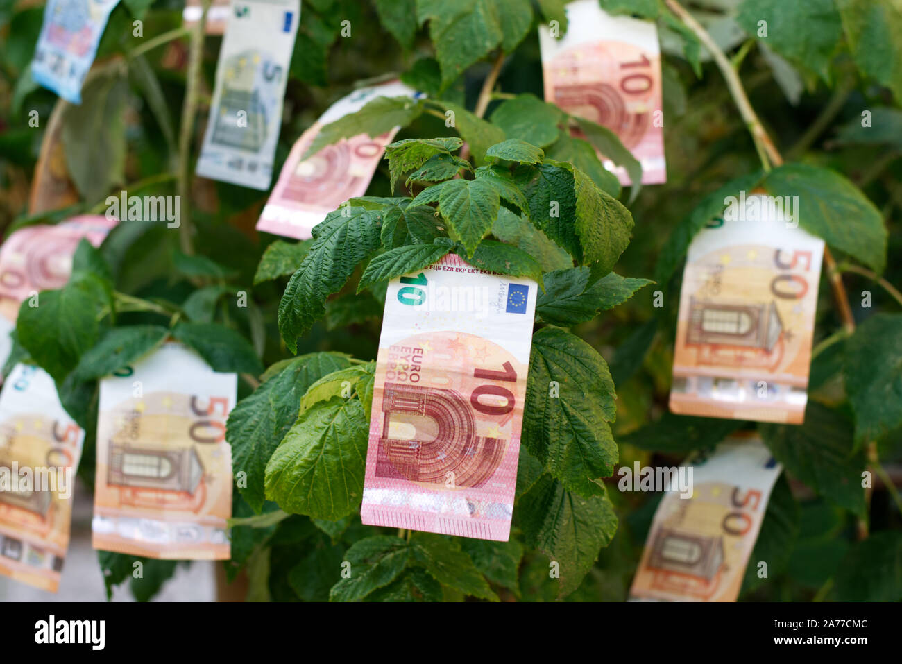 How money grows? Simpel: plant a money tree in your garden. Ok ...