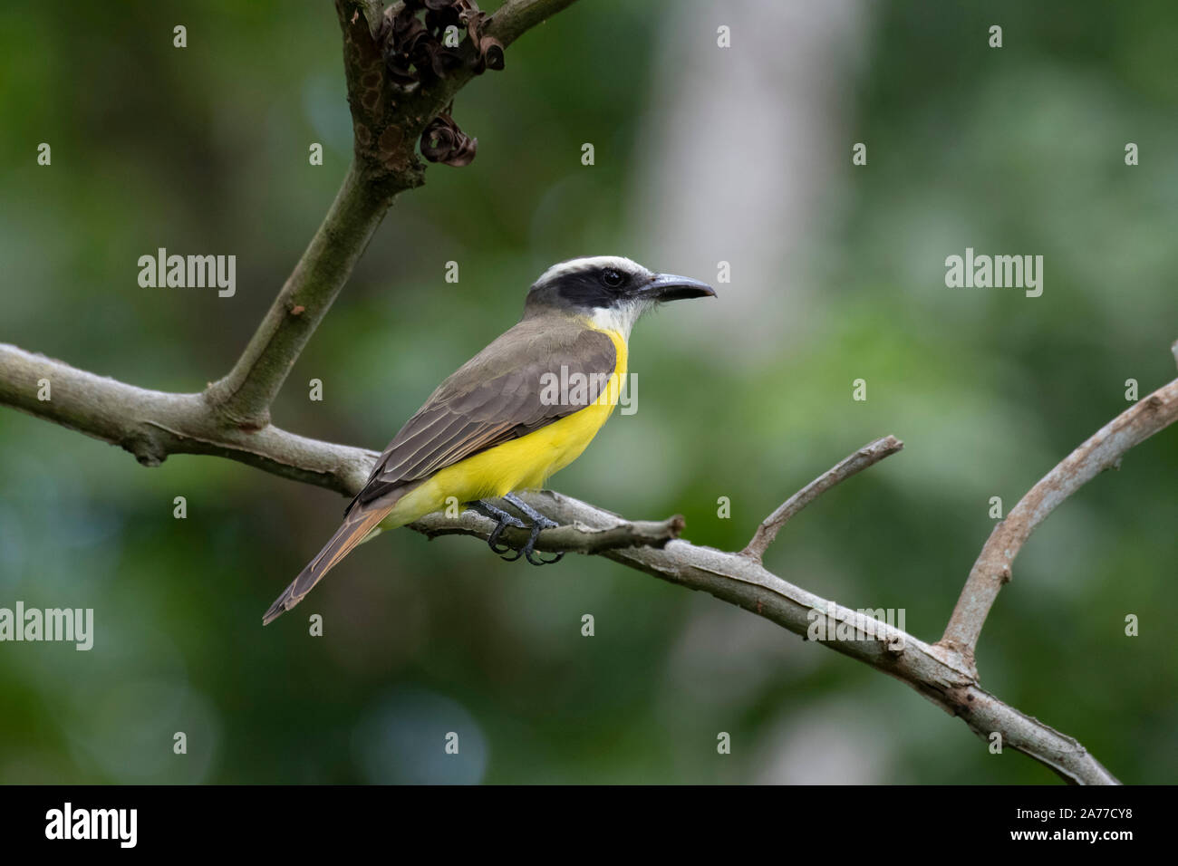 Boat Billed Flycatcher