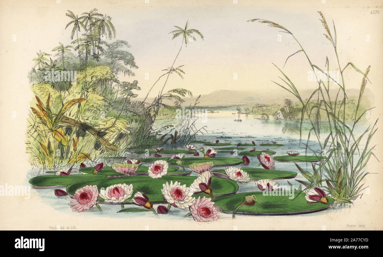 Giant waterlily, Victoria amazonica (Victoria water-lily, Victoria ...