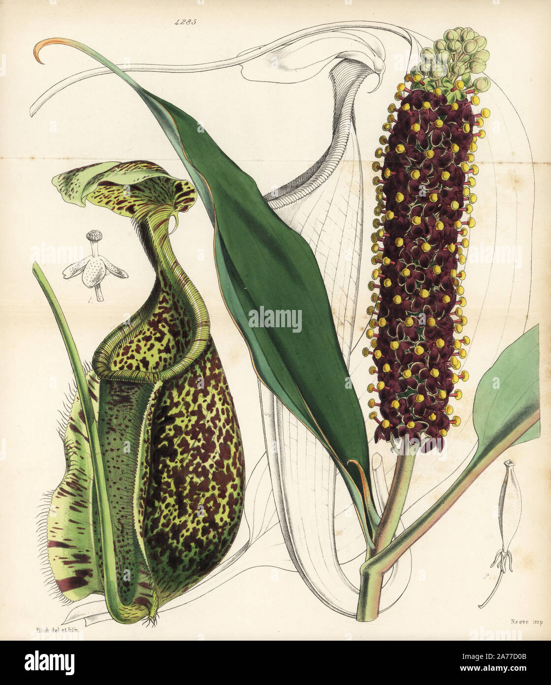 Sir Stamford Raffles' pitcher plant, Nepenthes rafflesiana, carnivorous ...