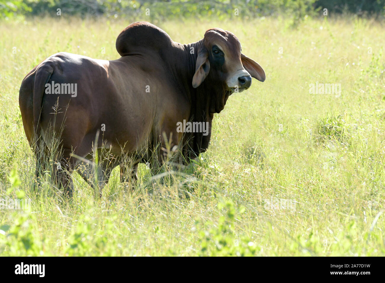 Brahma bull hi-res stock photography and images - Alamy