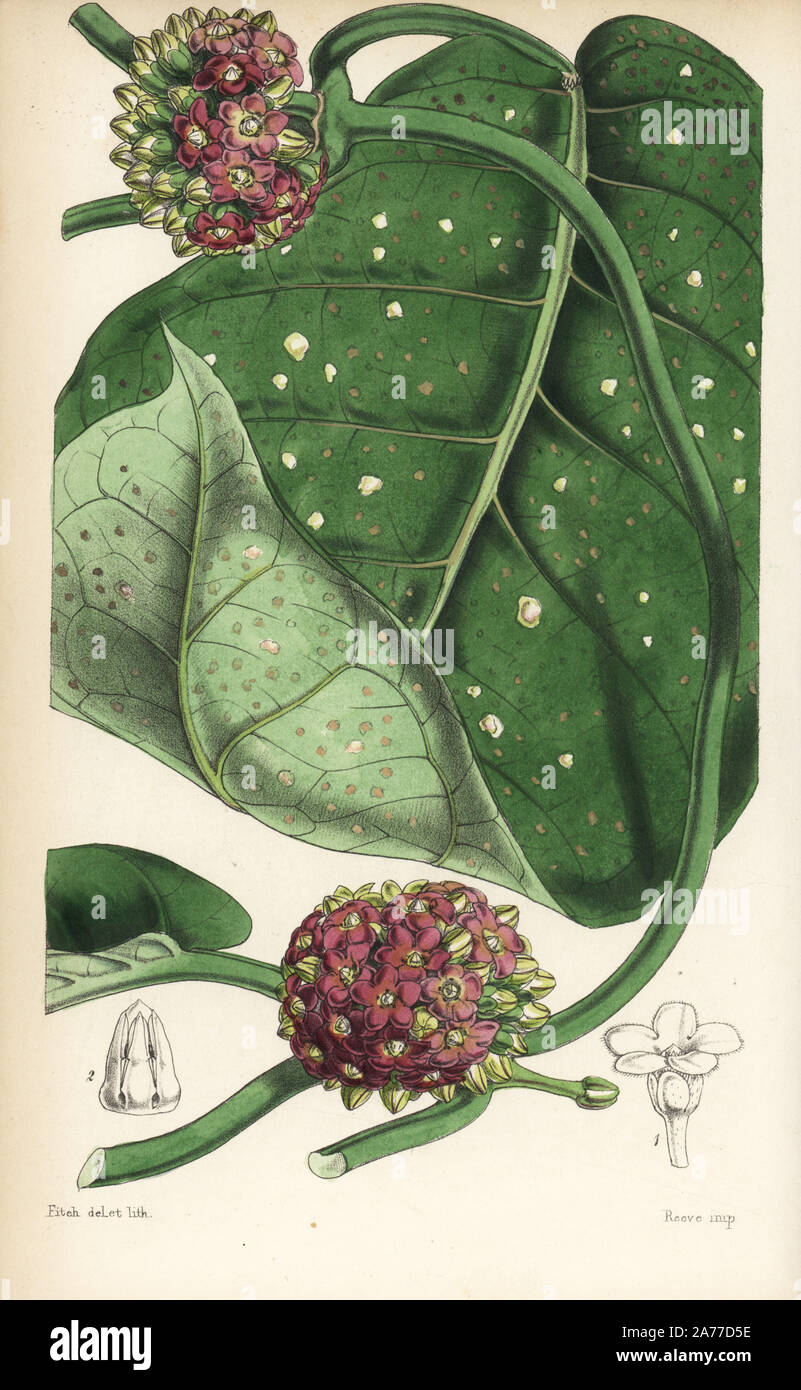 Marsdenia macrophylla hi-res stock photography and images - Alamy