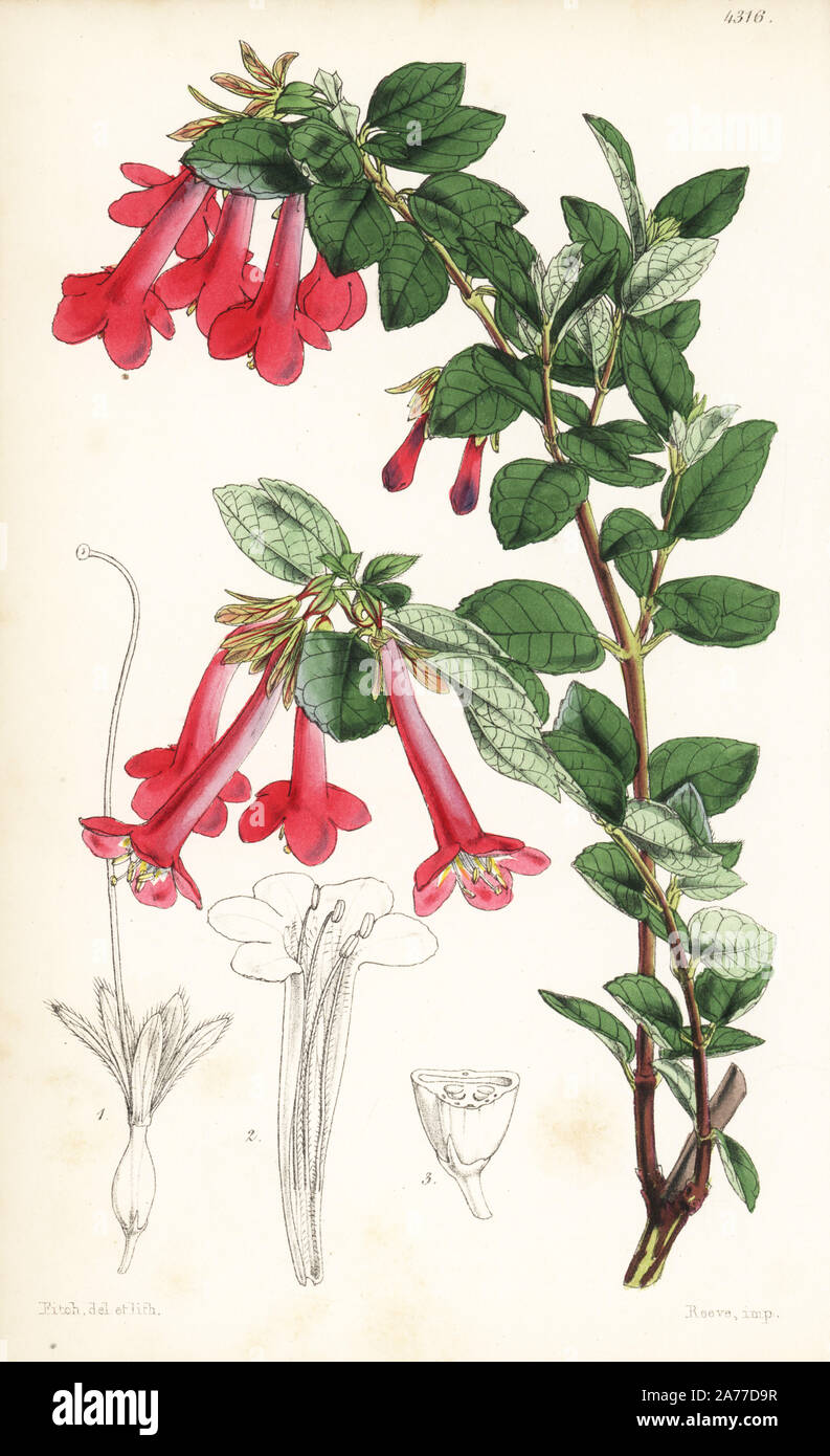 Abelia floribunda hi-res stock photography and images - Alamy