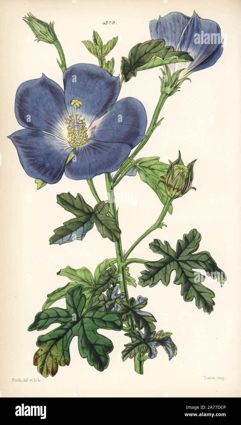 Gooseberry leaved hibiscus, Hibiscus grossulariaefolius. Handcoloured ...