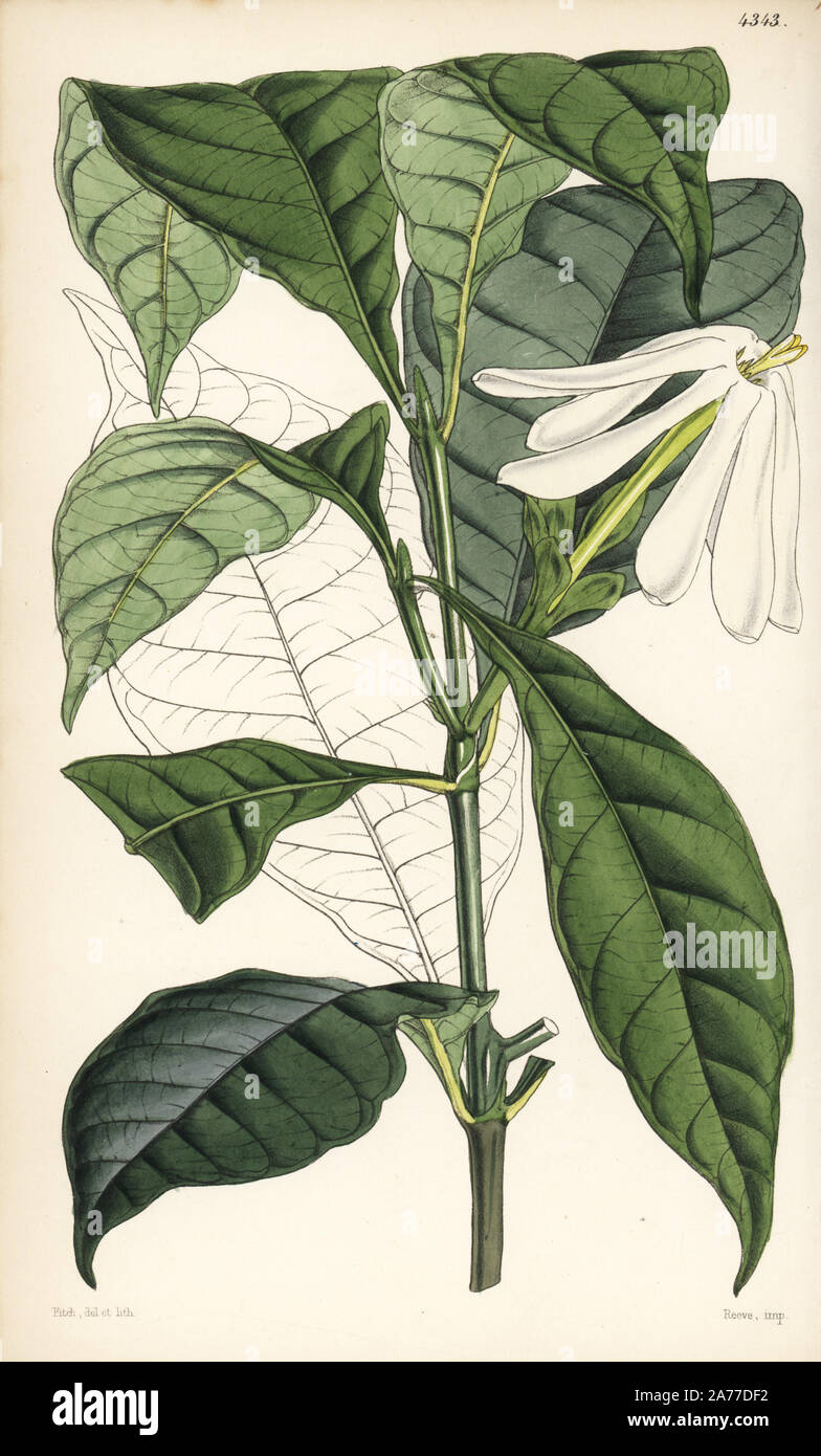 Gardenia nitida hi-res stock photography and images - Alamy