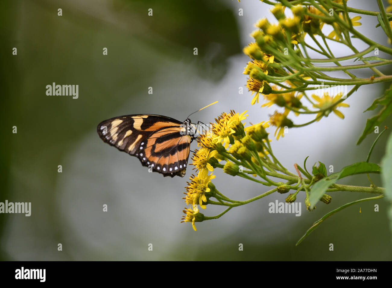 Beautiful Lycorea halia, the tropical milkweed butterfly also known as ...