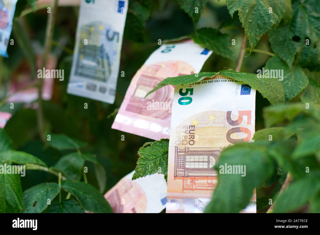How money grows? Simpel: plant a money tree in your garden. Ok ...