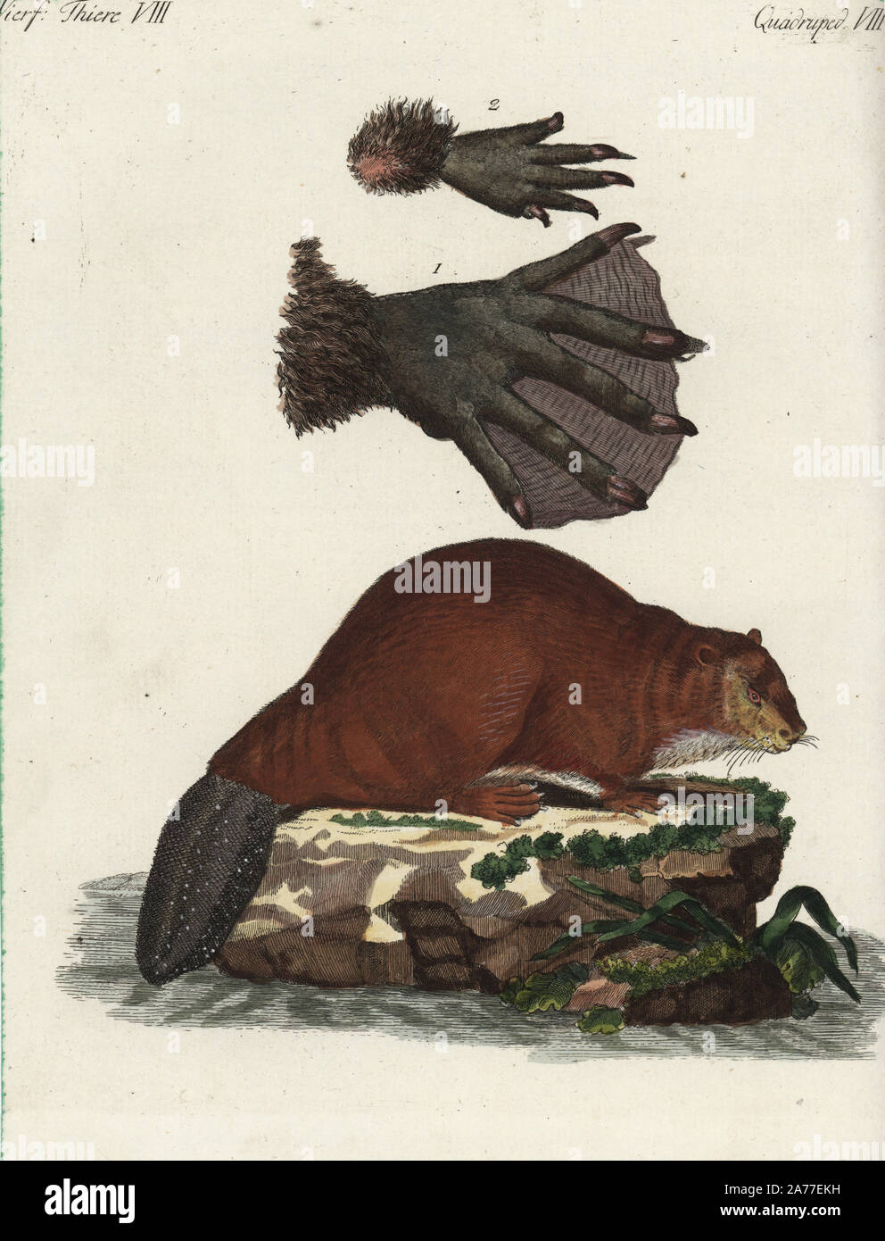 Beaver webbed paw hi-res stock photography and images - Alamy