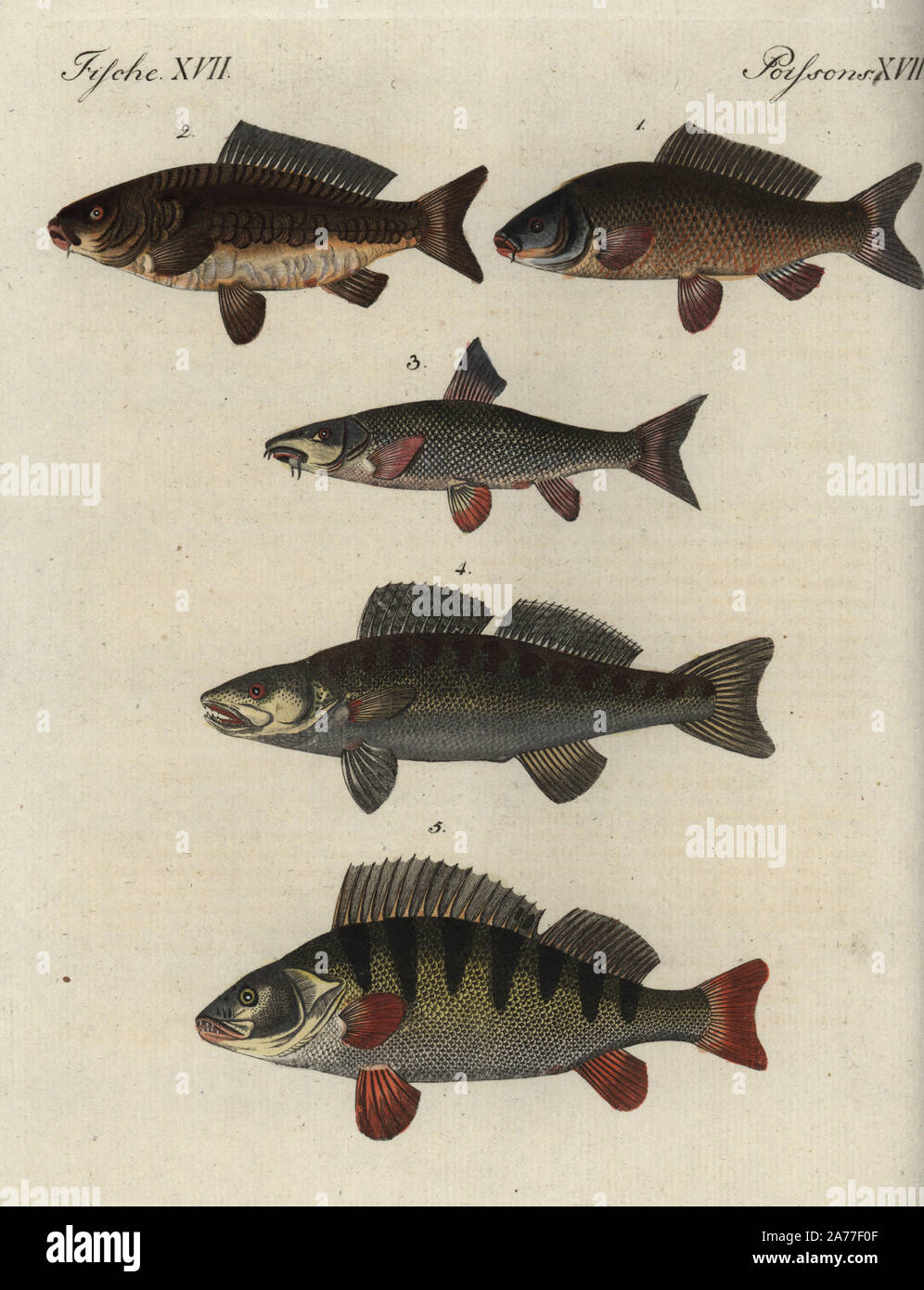 Carp, Cyprinus carpio 1,2, barbel, Barbus barbus 3, pike-perch, Sander ...