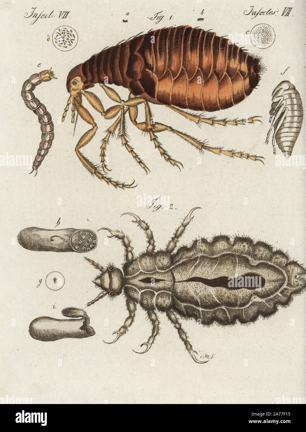 Pulex Irritans Morphology