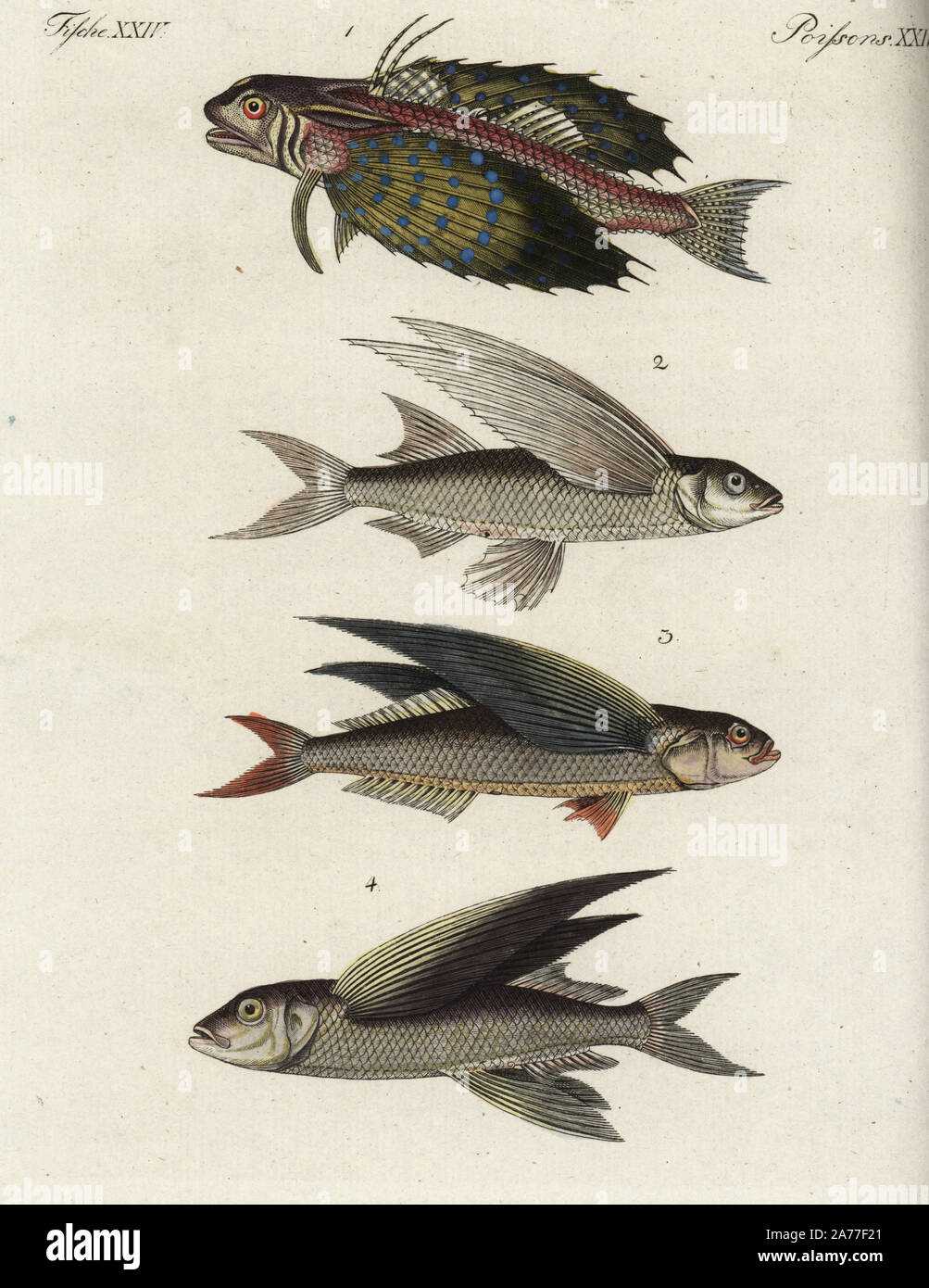 Flyingfish hi-res stock photography and images - Alamy