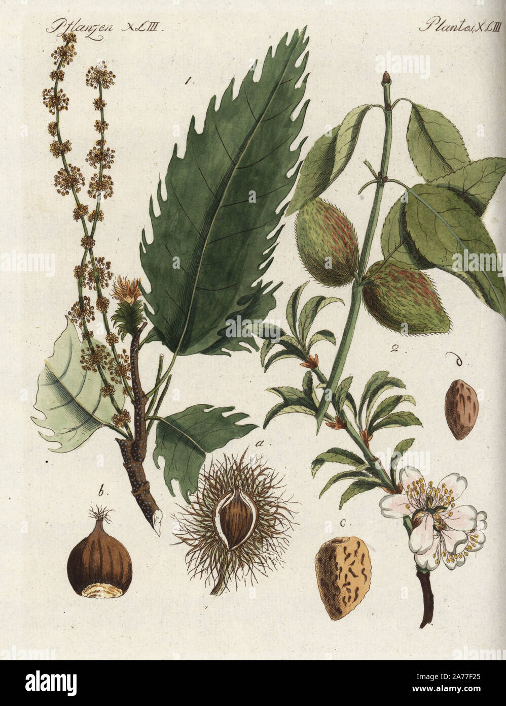 Sweet chestnut, Castanea sativa 1, and almond, Prunus dulcis 2 ...