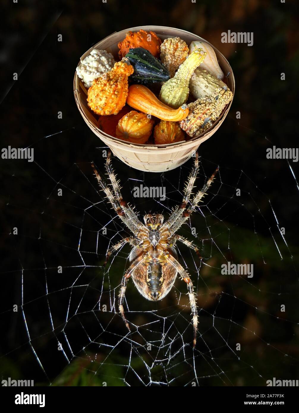 Harvest spider hi-res stock photography and images - Alamy