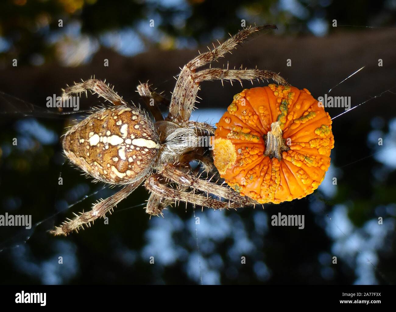 An isolated image of a bumpy pumpkin been bitten into, pasted on a ...