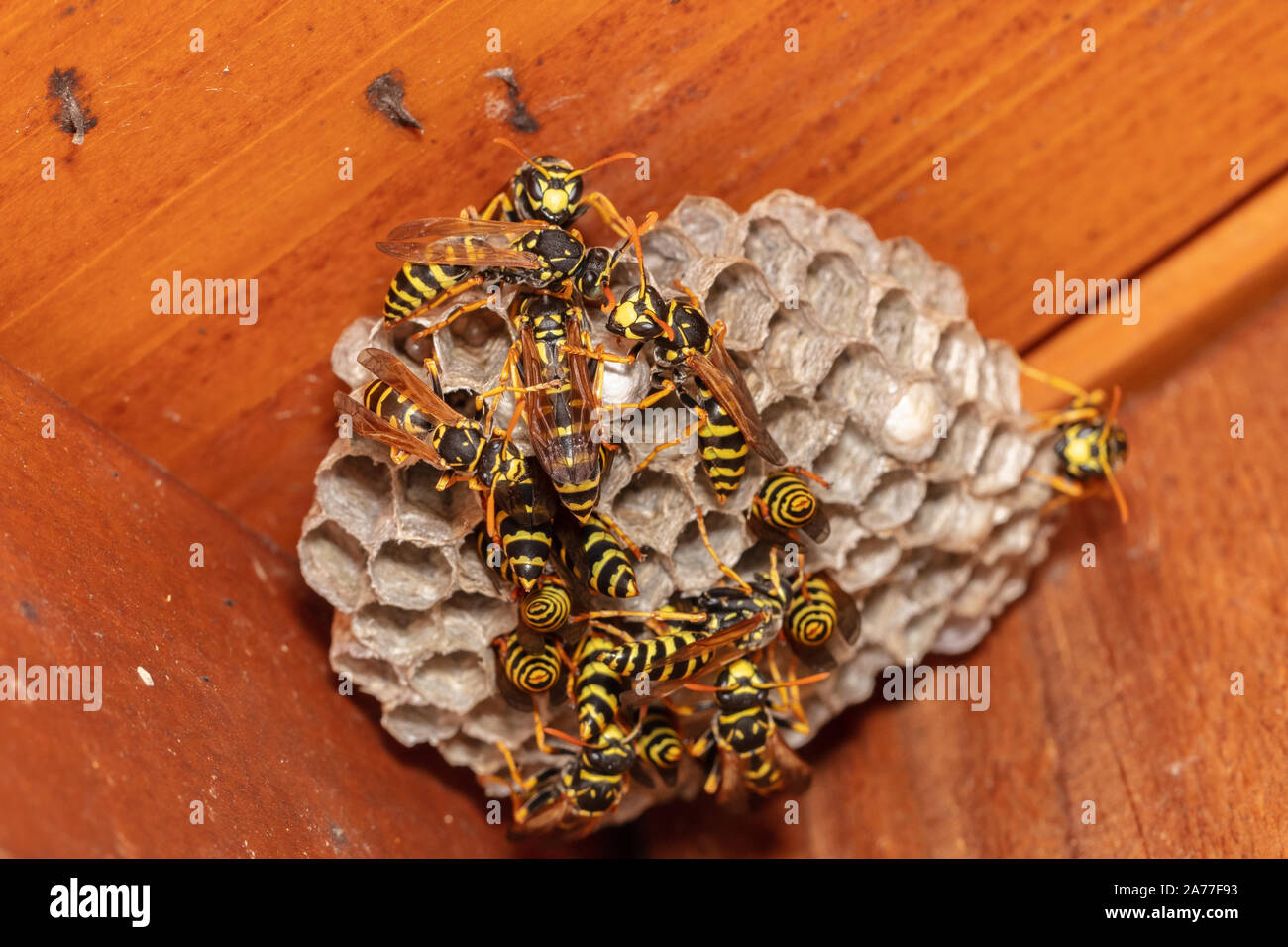 European paper wasps during nest building Stock Photo - Alamy