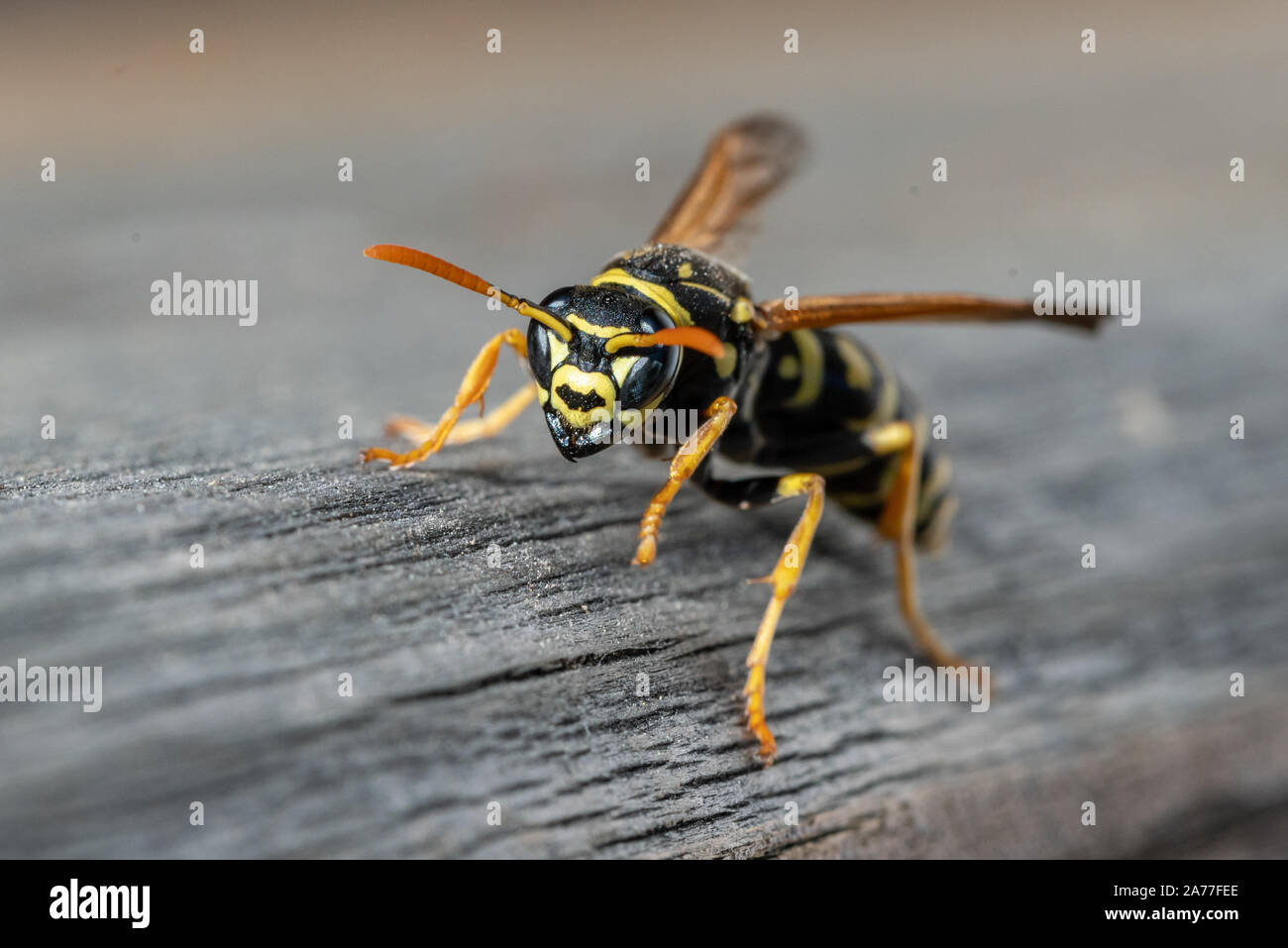 Sign of wasp hi-res stock photography and images - Alamy