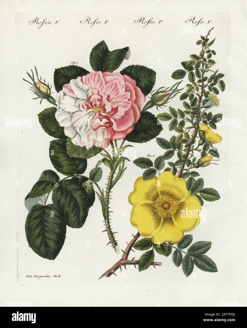 Rosa lutea simplex hi-res stock photography and images - Alamy