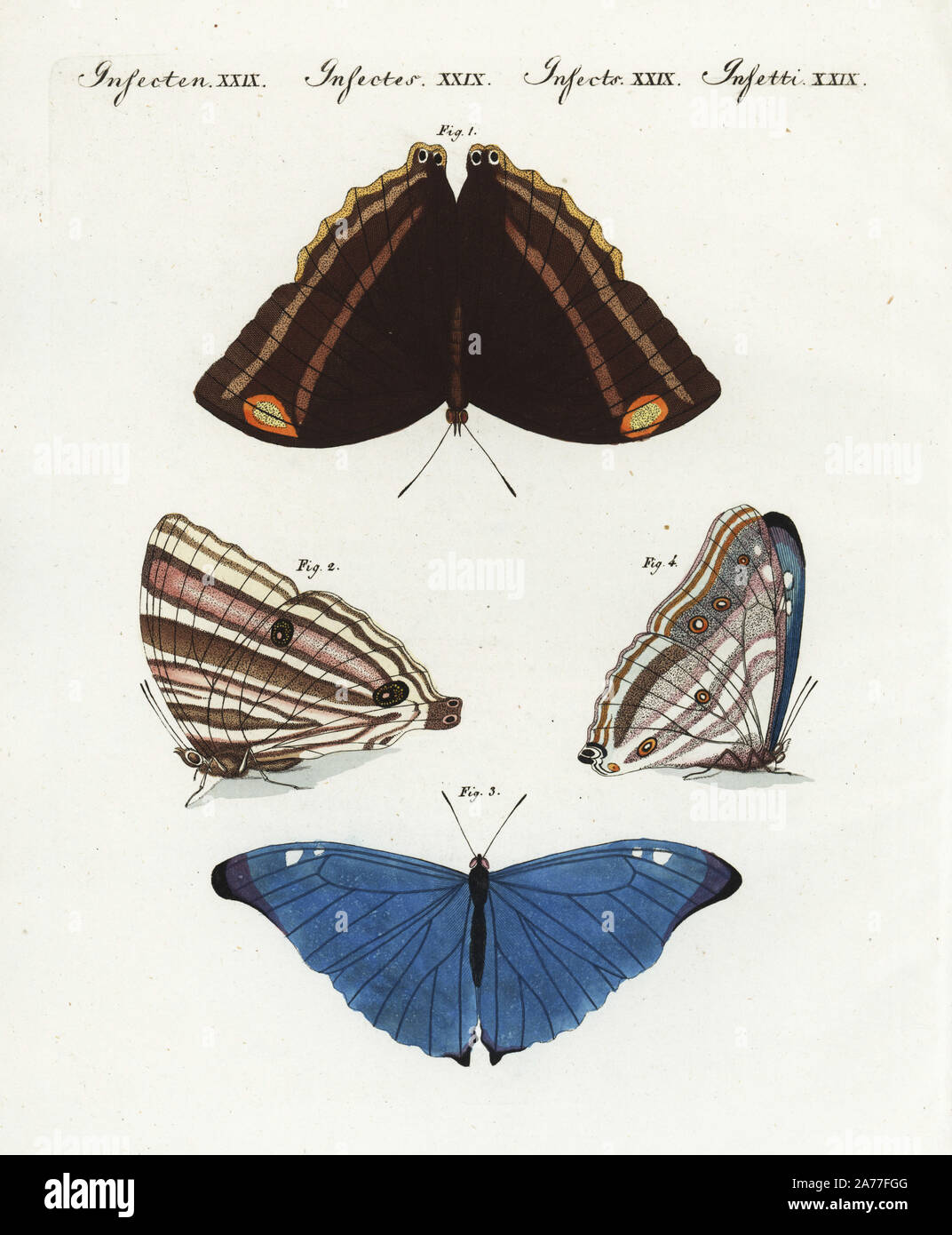Brown page butterfly, Siproeta epaphus 1,2, and adonis morpho butterfly ...