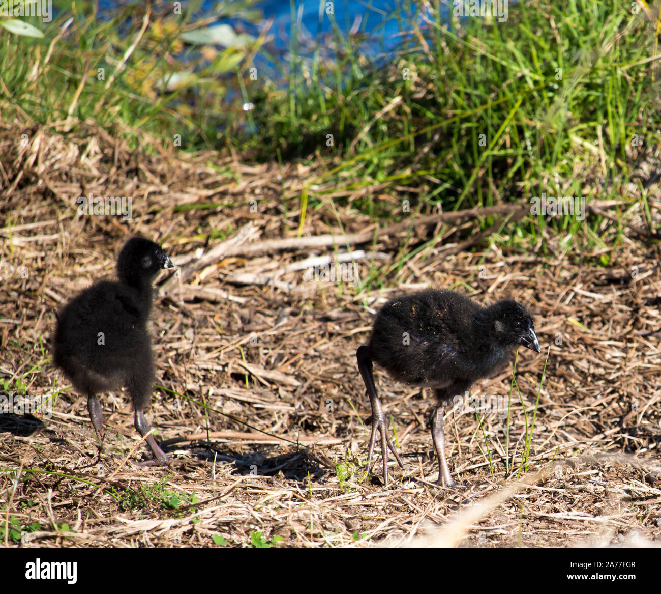 Three week old Purple swamp hen porphyria young black downy chickens in ...