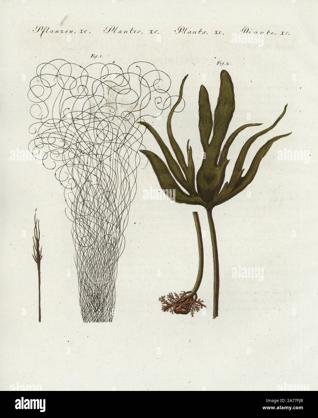 Dead man's rope, Chorda filum 1, and kelp or oarweed, Laminaria ...