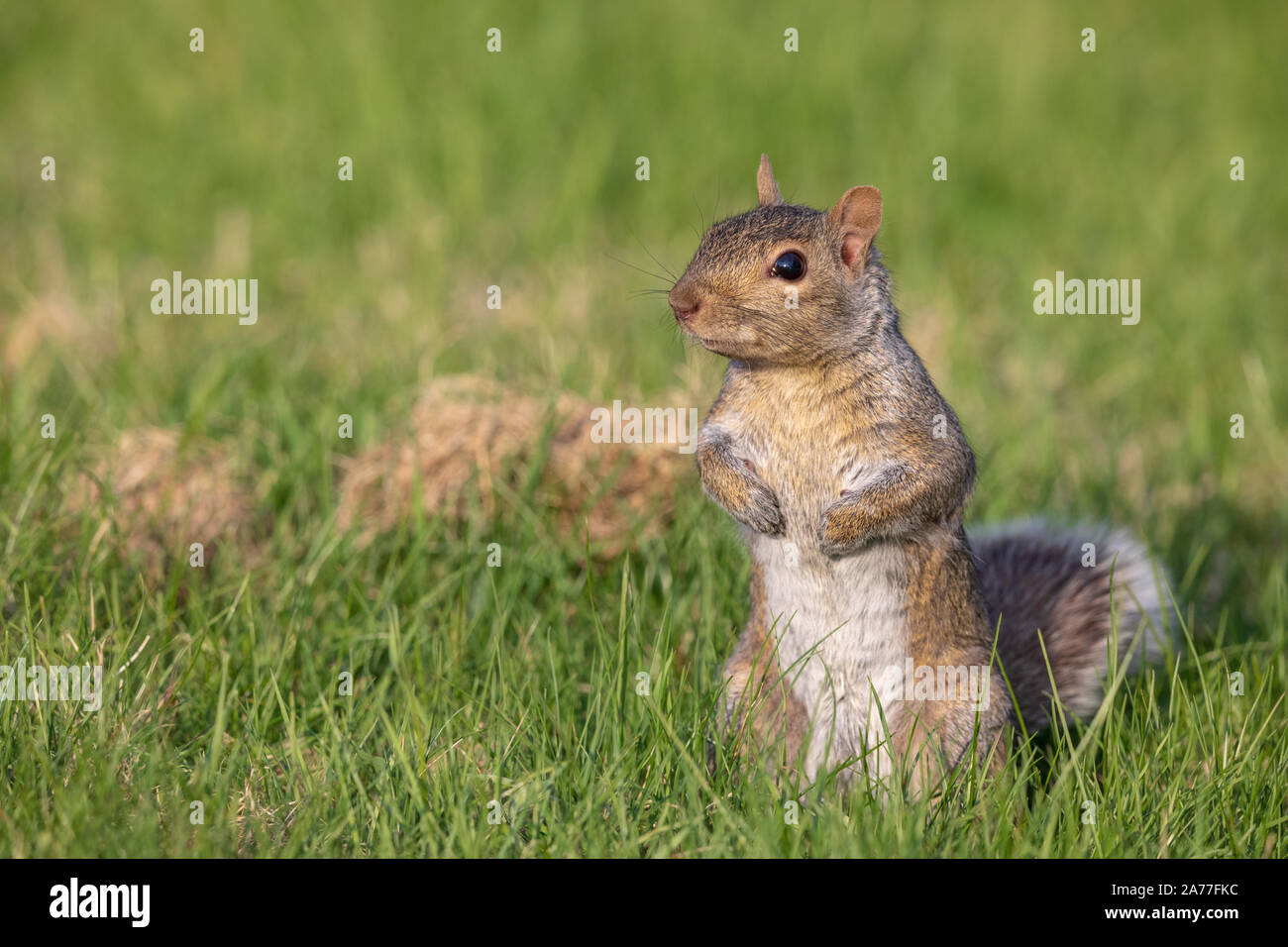 Eastern gray squirrel in northern Wisconsin Stock Photo - Alamy