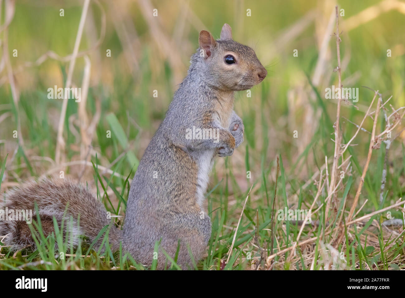 Eastern gray squirrel in northern Wisconsin Stock Photo - Alamy