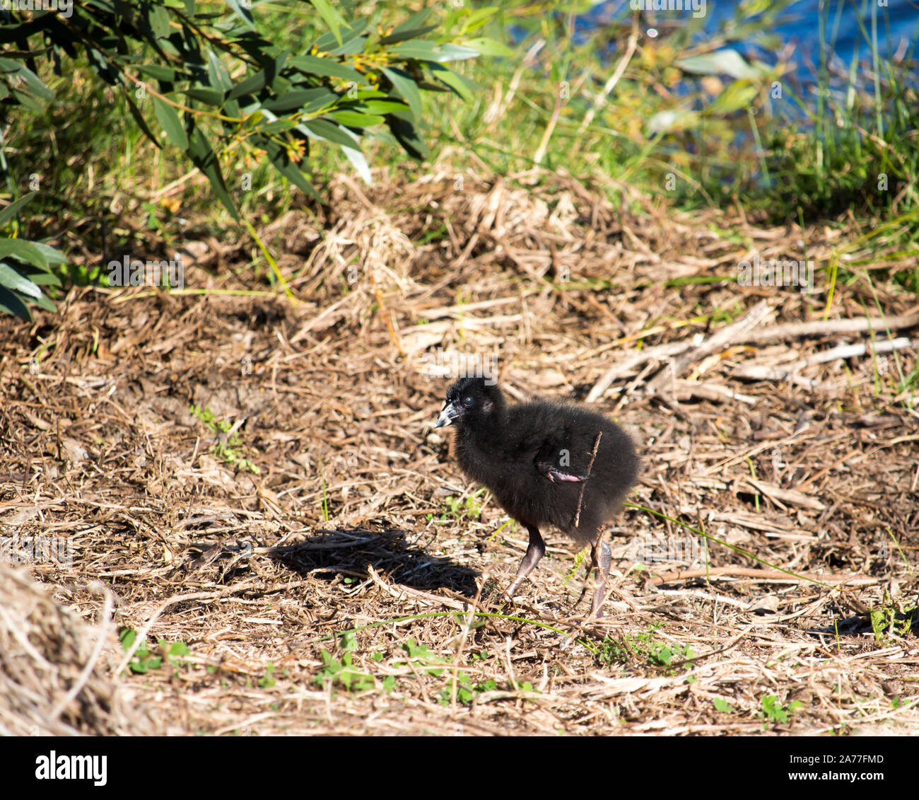 Three week old Purple swamp hen porphyria young black downy chickens in ...