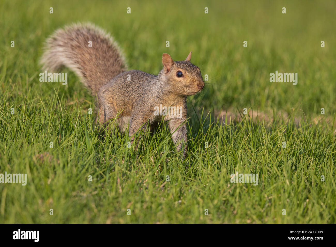 Eastern gray squirrel in northern Wisconsin Stock Photo - Alamy