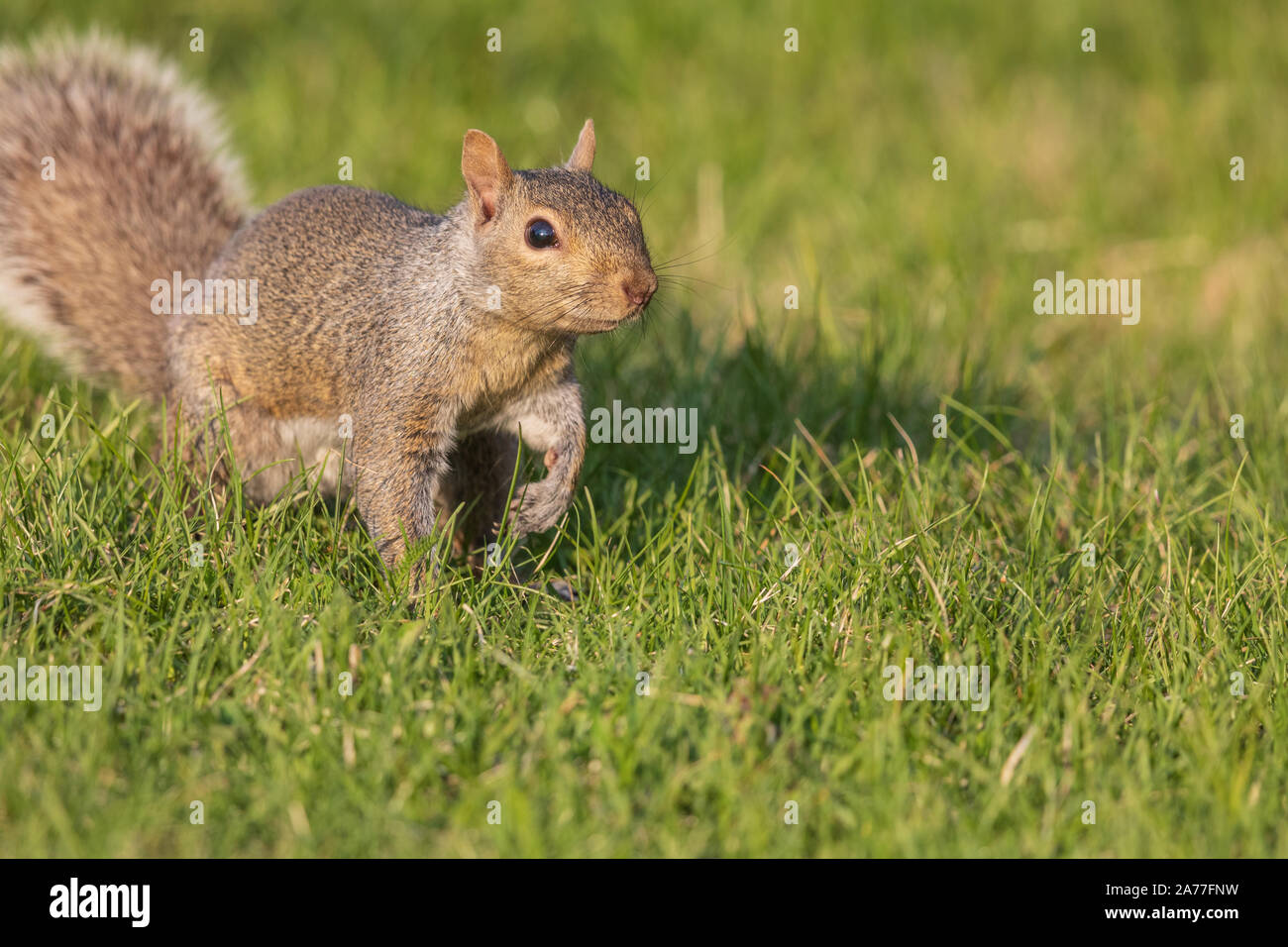 Eastern gray squirrel in northern Wisconsin Stock Photo - Alamy