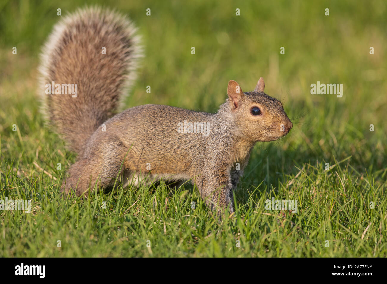 Eastern gray squirrel in northern Wisconsin Stock Photo - Alamy