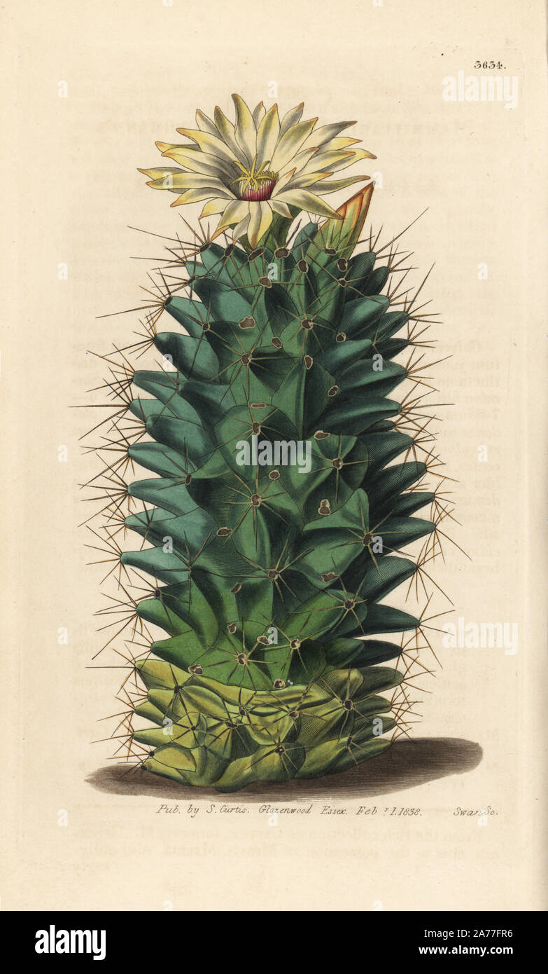 Coryphantha octacantha hi-res stock photography and images - Alamy