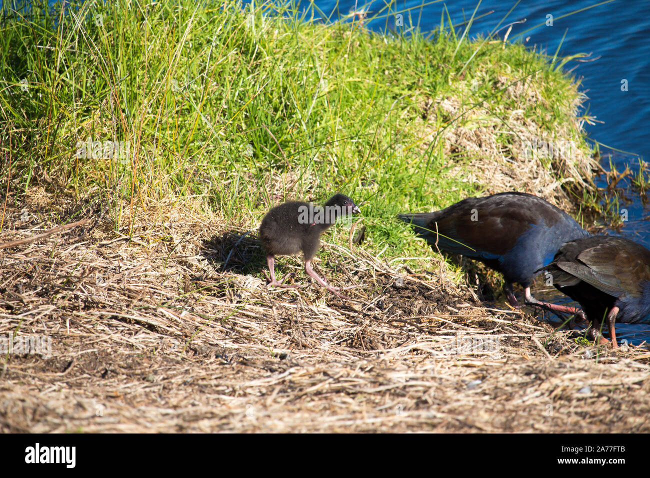 Purple swamp hen porphyria porphyria standing in the grass at lake's ...