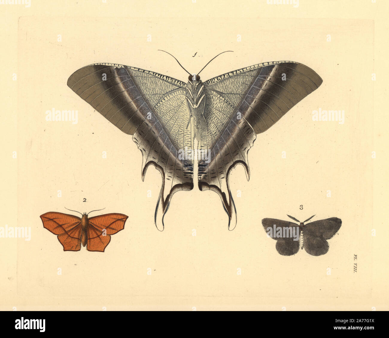 Grey chain dotted geometer hi-res stock photography and images - Alamy