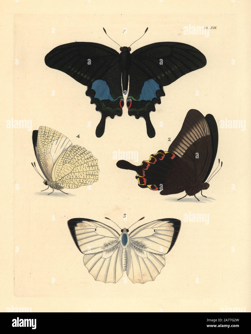 Paris peacock butterfly hi-res stock photography and images - Alamy