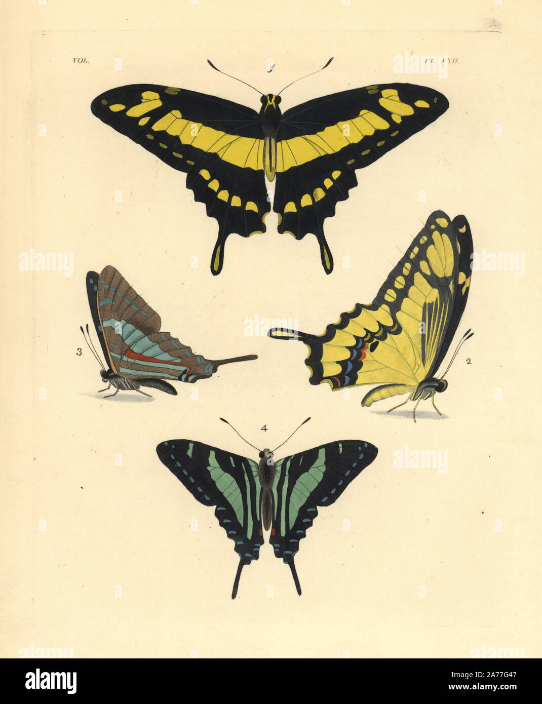 King swallowtail butterfly, Papilio thoas 1,2, and Jamaican kite ...