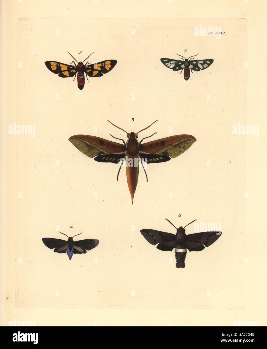 Euchromia polymena moth 1, Amata cerbera 2, chiron sphinx, Xylophanes ...