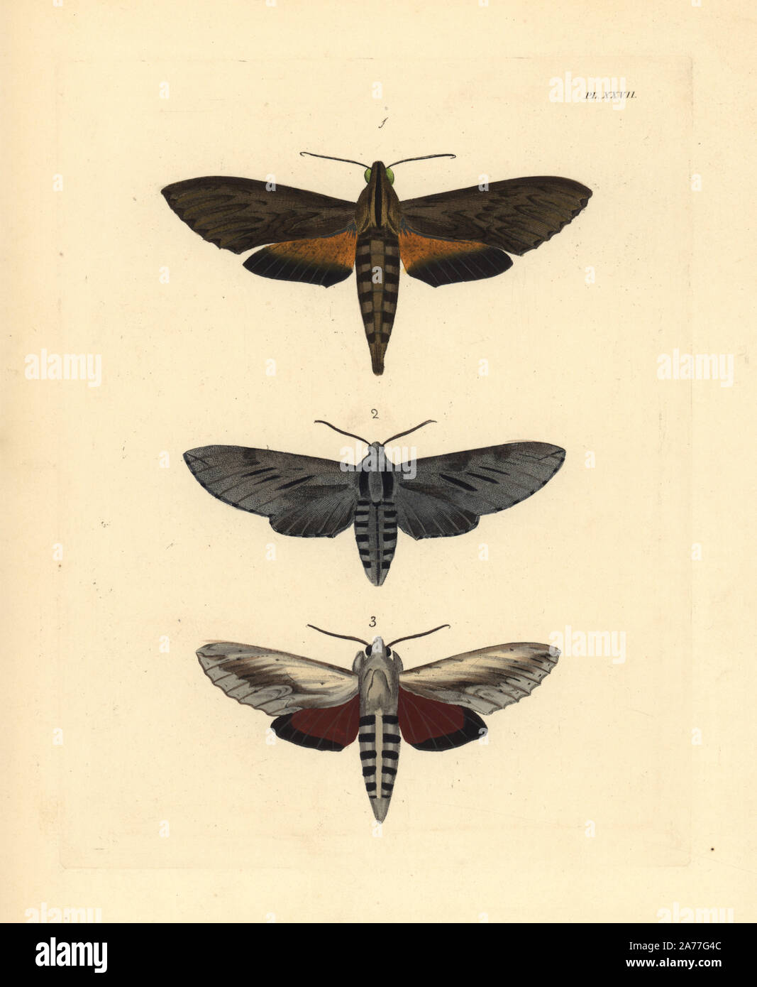 Alope sphinx moth, Erinnyis alope 1, pine hawk-moth, Sphinx pinastri 2 ...